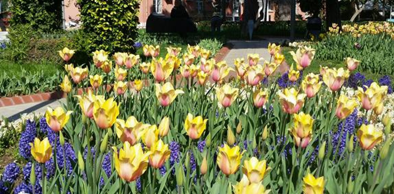 It's time for Tulips and Hyacinth in Alanya - Visit Alanya - Final ...